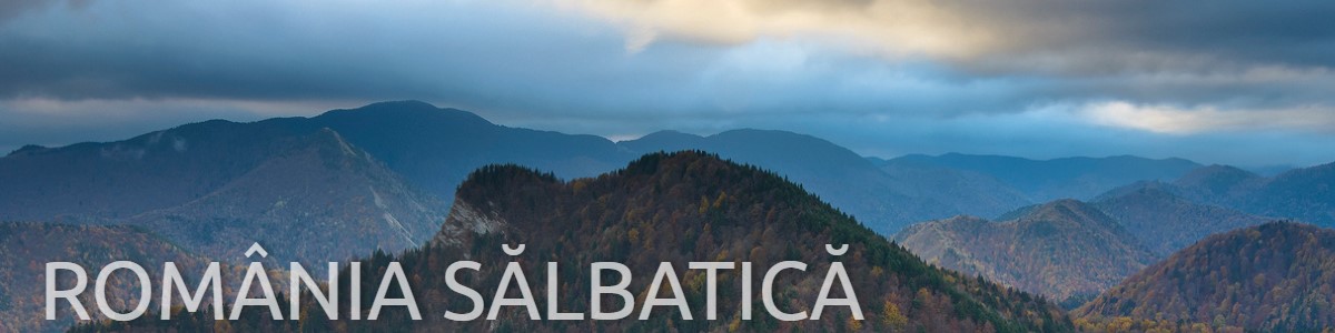 Romania Salbatica, el gran documental sobre Rumania – Rumaniando