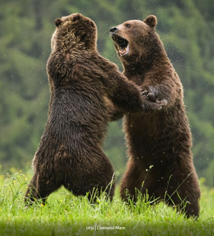 Romania Salbatica, el gran documental sobre Rumania – Rumaniando